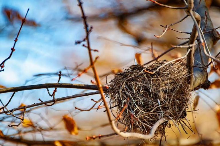 Empty Nest Ideas for Adjusting to Your New Life