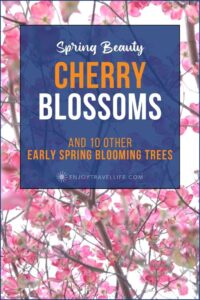 10 Easy, Early Spring Blooming Trees & Vibrant Shrubs!