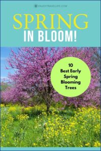 10 Easy, Early Spring Blooming Trees & Vibrant Shrubs!