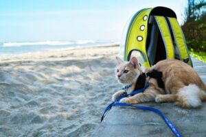 How To Get A Cat Passport in 5 Easy Steps (Avoid Delays!)