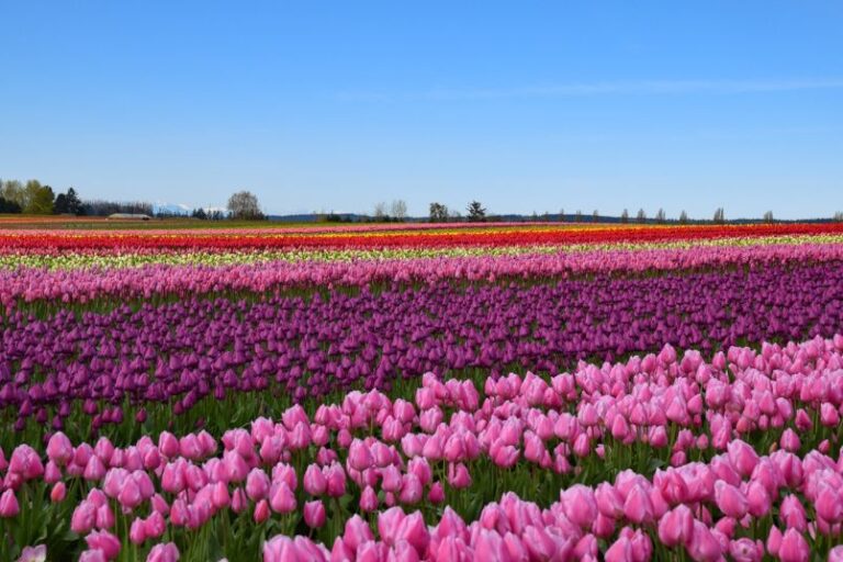 Ultimate Skagit Valley Travel Guide: When to Visit, What to See & More
